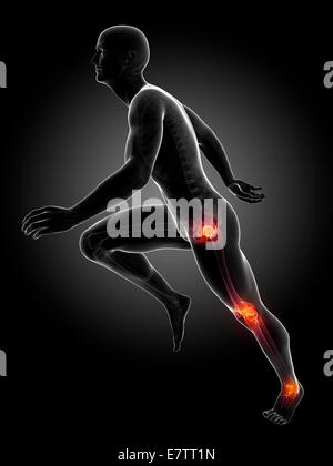 Human anatomy of a runner's joints, computer artwork Stock Photo - Alamy