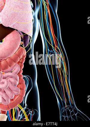 Human vascular system of the arm, computer artwork Stock Photo - Alamy
