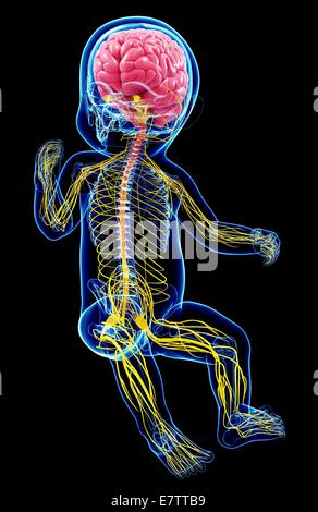 Baby's nervous system, computer artwork Stock Photo - Alamy