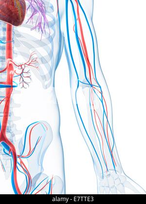 Human arm arteries, computer illustration Stock Photo - Alamy