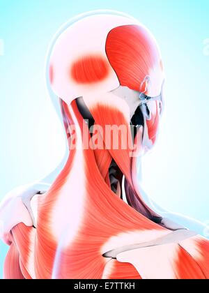 Human muscular system, illustration Stock Photo - Alamy