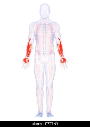 Human arm muscles computer artwork Stock Photo - Alamy