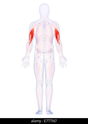 Human arm muscles computer artwork Stock Photo - Alamy