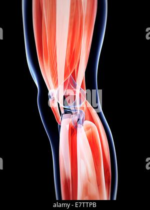 Human knee muscles computer artwork Stock Photo - Alamy