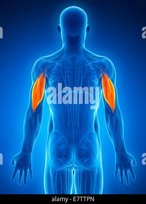 Human arm muscles computer artwork Stock Photo - Alamy
