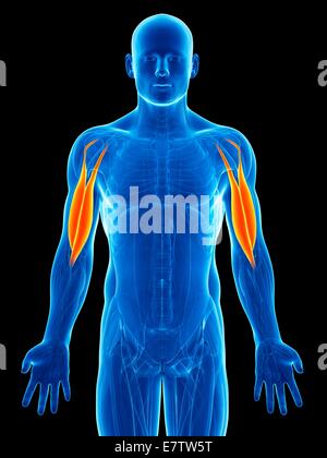 Human arm muscles computer artwork Stock Photo - Alamy