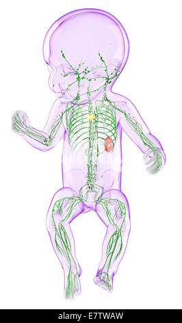 Baby's lymphatic system, computer artwork Stock Photo - Alamy