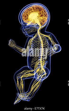 Illustration of a baby's brain and nervous system Stock Photo - Alamy