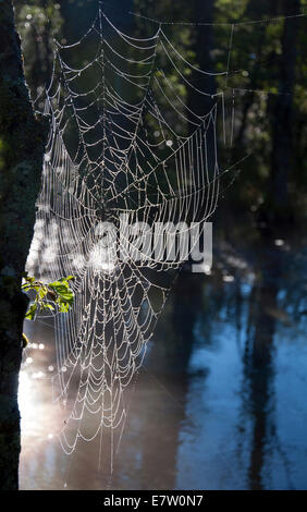 Spider floating on her web Stock Photo - Alamy