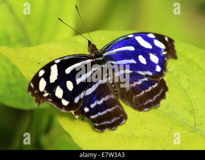 Tropical Blue Wave Butterfly (Myscelia cyaniris) a.k.a. Cyan Bluewing ...