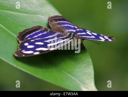 Tropical Blue Wave Butterfly (Myscelia cyaniris) a.k.a. Cyan Bluewing ...
