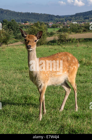 Female roe deer standing in autumn forest Stock Photo - Alamy