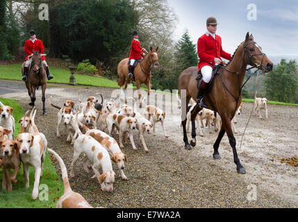 Middleton Hunt fox hounds, North Yorkshire, England Stock Photo - Alamy