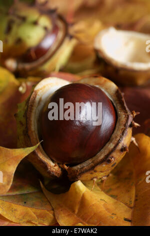 Buckeye with pod. Conker, horse chestnut Stock Photo - Alamy