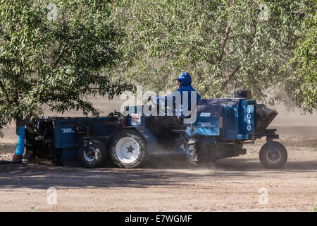 An almond harvesting machine that sweeps all the almonds into the ...