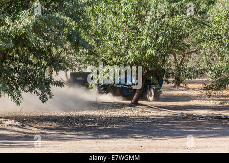 An almond harvesting machine that sweeps all the almonds into the ...