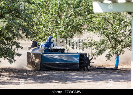 An almond harvesting machine that sweeps all the almonds into the ...