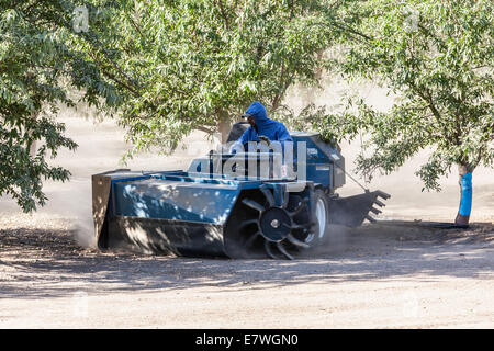 An almond harvesting machine that sweeps all the almonds into the ...