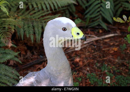 Side profile of a Cape Barren Goose standing on sandy ground in natural ...