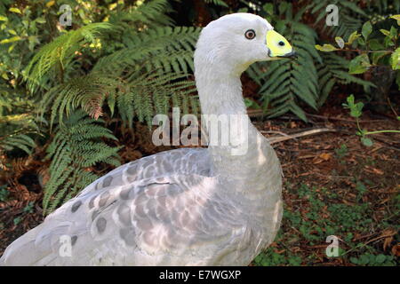 Side profile of a Cape Barren Goose standing on sandy ground in natural ...