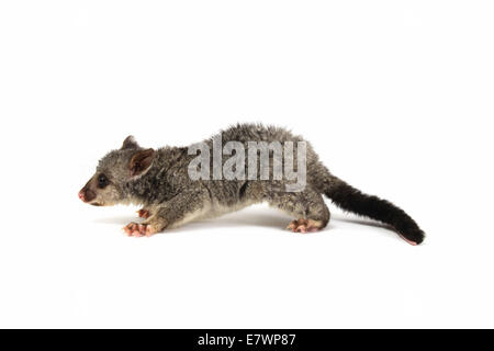 Common Brushtail Possum (Trichosurus vulpecula) Pouch Embryo New ...