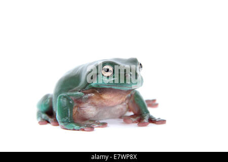 Dainty Green Tree Frog (Litoria gracilenta). also known as Graceful ...