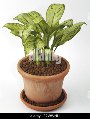 Dieffenbachia plant in pot with green and white patches on leaves ...