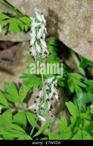 White Ramping Fumitory (Fumaria capreolata Stock Photo - Alamy
