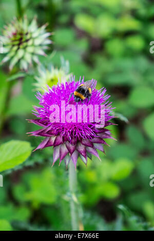 A bumble bee on the flower of musk thistle (Carduus nutans Stock Photo ...