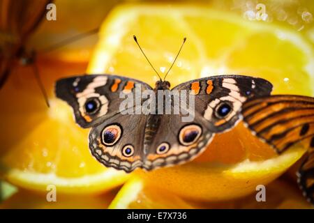 Blue Common Buckeye Butterfly Junonia Coenia Stock Photo - Alamy