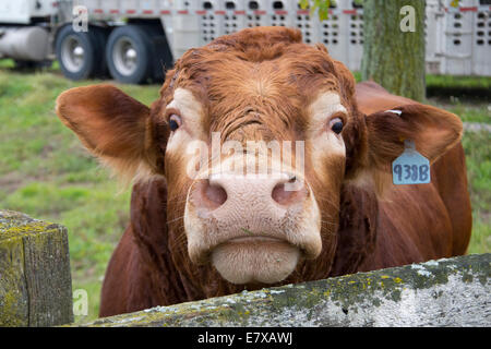 A majestic bull on Manitoulin Island Stock Photo - Alamy