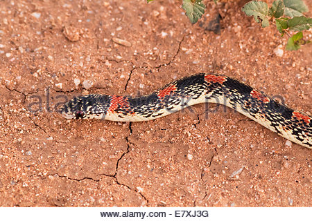 Long-nosed Snake Rhinocheilus lecontei Tucson, Pima County, Arizona ...