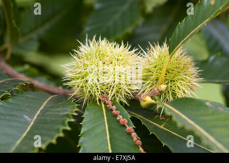 Chestnut tree / Castanea sativa with spikey ripening fruits - marron ...