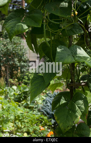 Green Beans grow tall in America's bread basket the midwest Stock Photo ...