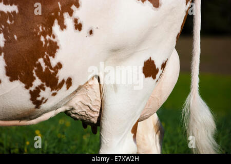 Domestic Cattle, Holstein cow, close-up of head, with neck collar and ...
