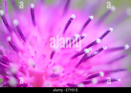 Cirsium japonicum close up Stock Photo - Alamy