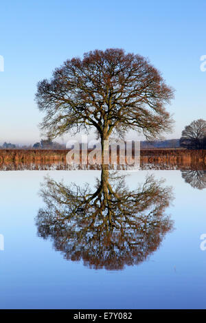 Oak tree reflected in a flooded meadow after heavy rains. Autumn ...