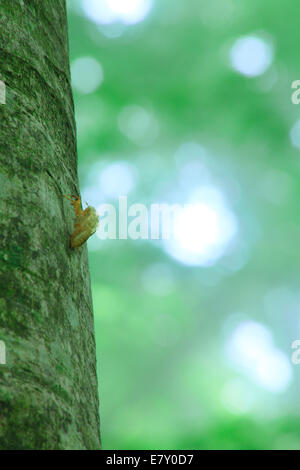 Husk of cicada on tree Stock Photo - Alamy