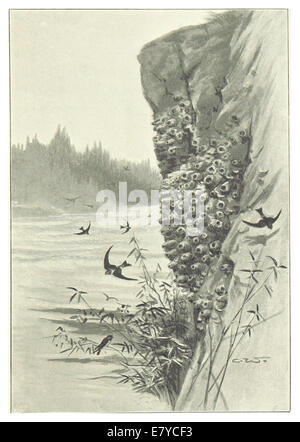 This 1896 illustration by Pike depicts Swallow Bluff, capturing the ...