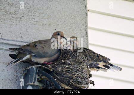 Mourning dove with fledgling. Old robin's nest used for nesting Stock ...