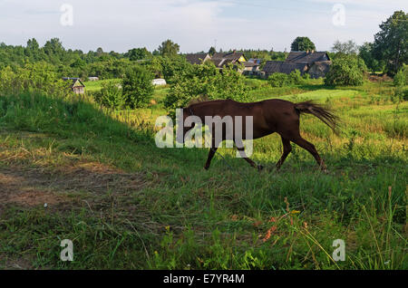 The rural horse struggles with gadflies Stock Photo - Alamy