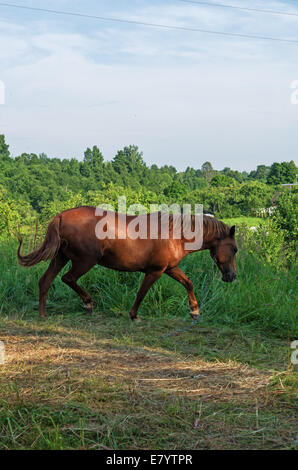 The rural horse struggles with gadflies Stock Photo - Alamy