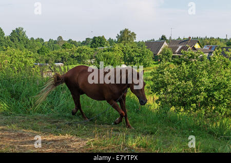 The rural horse struggles with gadflies Stock Photo - Alamy
