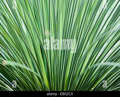 Toothless Sotol, Beargrass, dasylirion quadrangulatum, closeup abstract ...