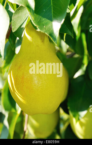 Ripe yellow pear growing on fruit tree in late summer Stock Photo - Alamy