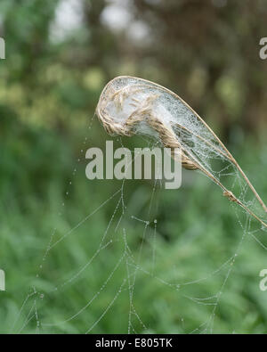 Spider web on a blade of grass Stock Photo - Alamy