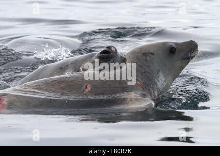 The leopard who attacked young seal crabeater near Antarctic Islands ...