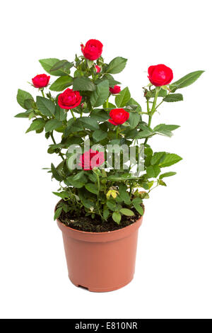 Flower pot, side view, isolated on white background Stock Photo - Alamy