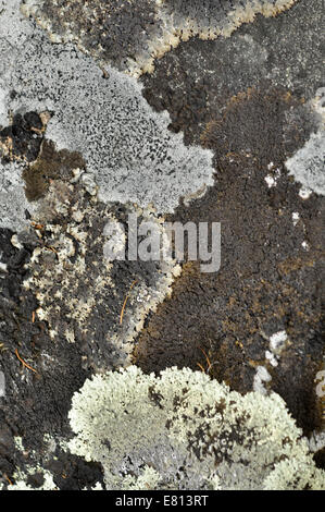 Texture of a stone, covered with lichen. Russia, Eastern Yakutia, river ...
