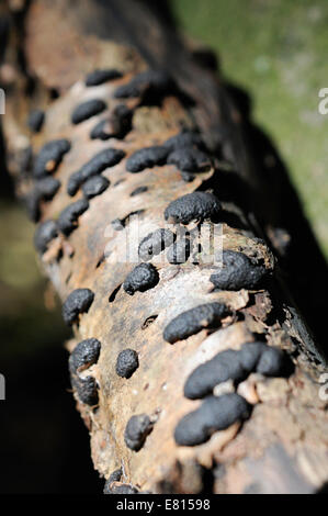 Birch Woodwart Hypoxylon multiforme Stock Photo - Alamy